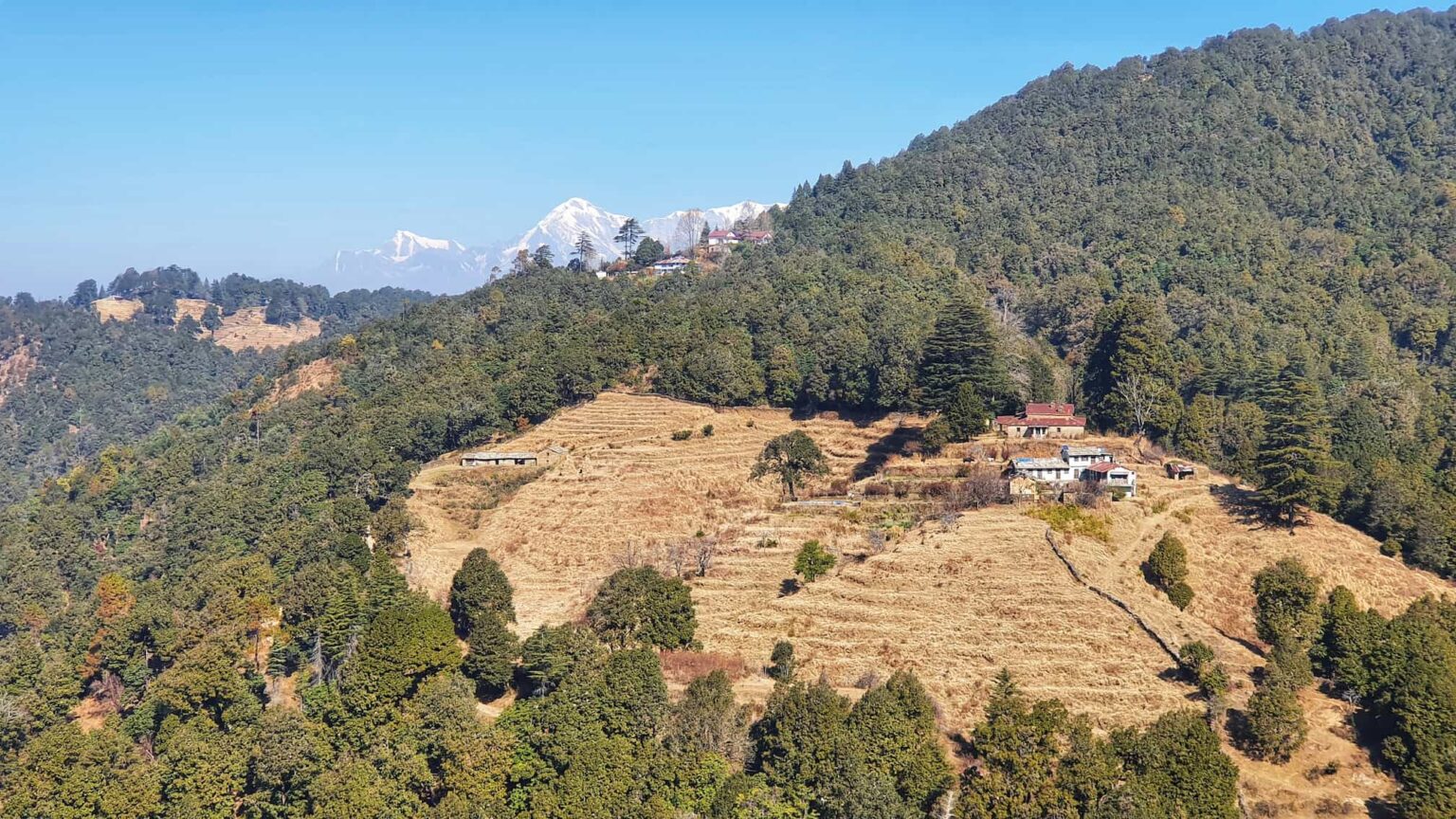 Lake Pichola - Tree Of Life