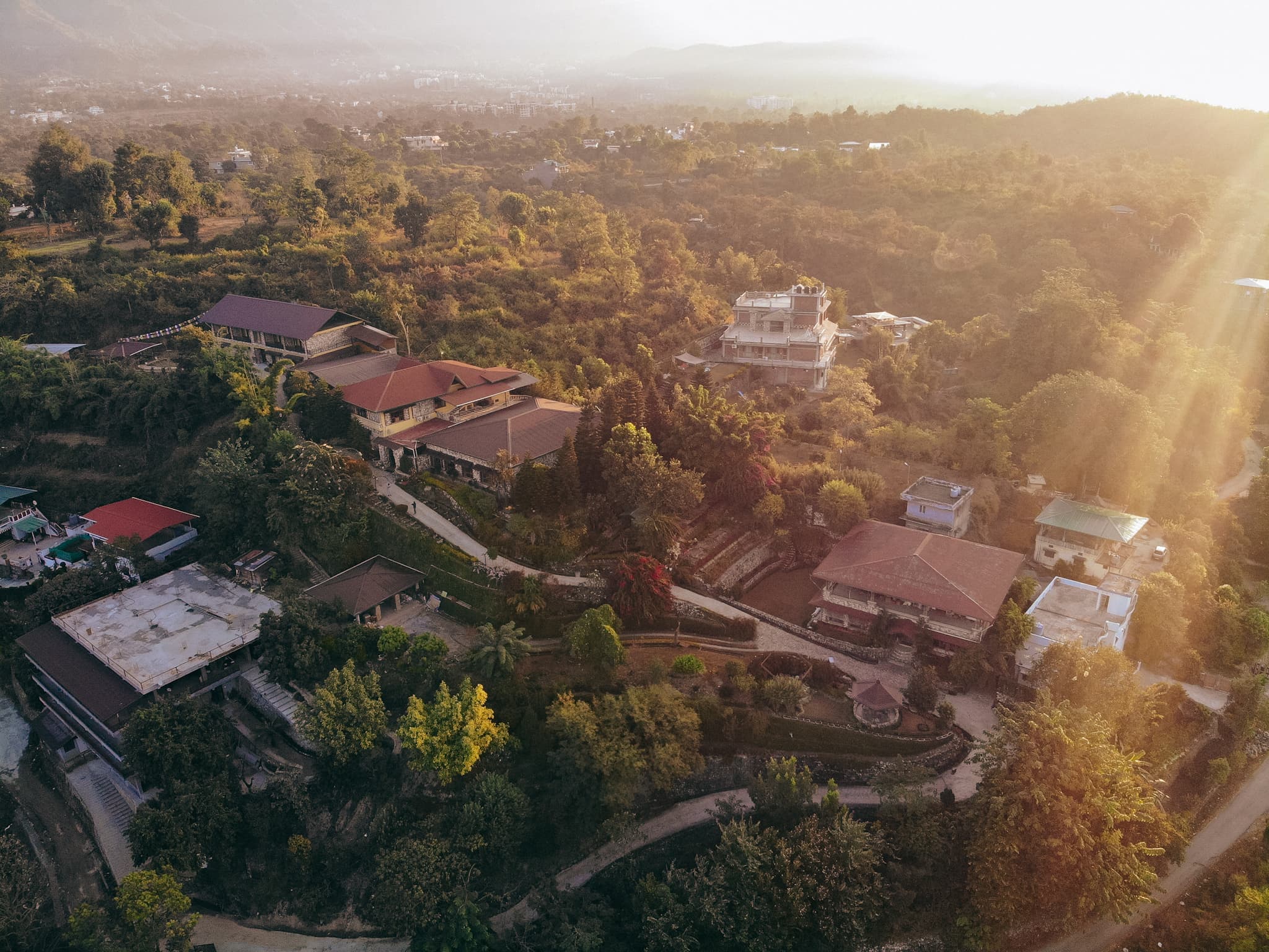 Gallery - Tree Of Life