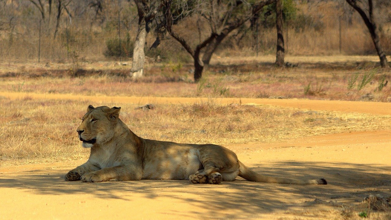 A Guide to Wildlife of Gujarat - Tree Of Life