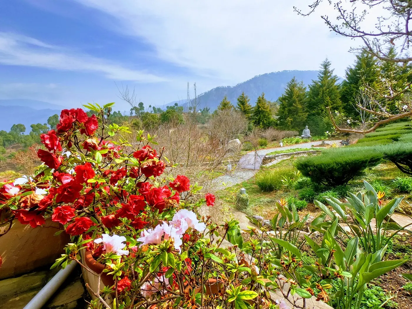 Gallery - Tree Of Life