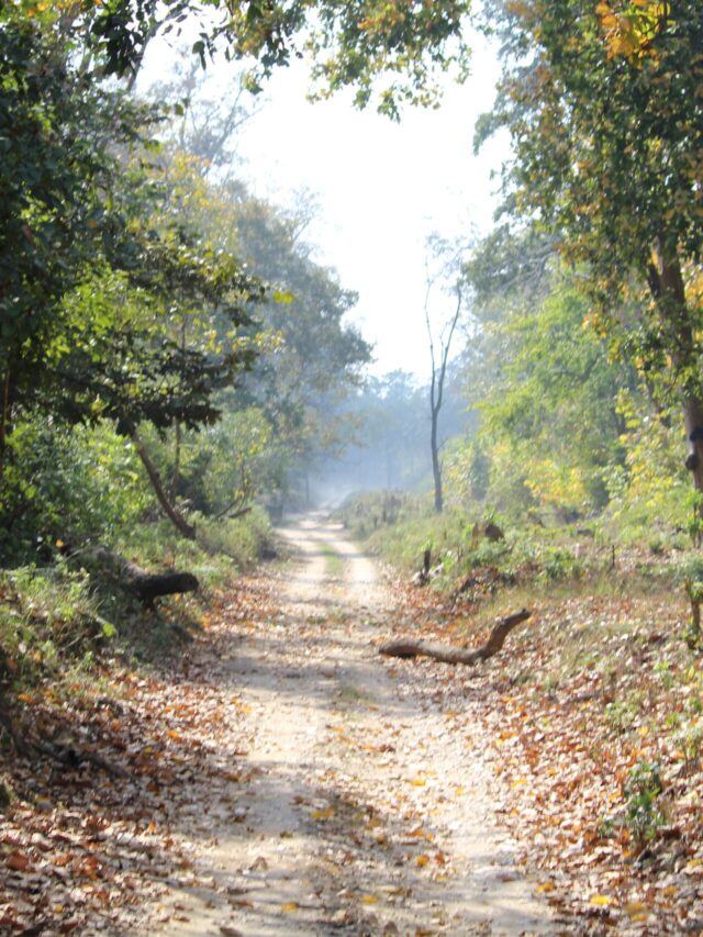 Thrilling Activities in Corbett National Park - Tree Of Life